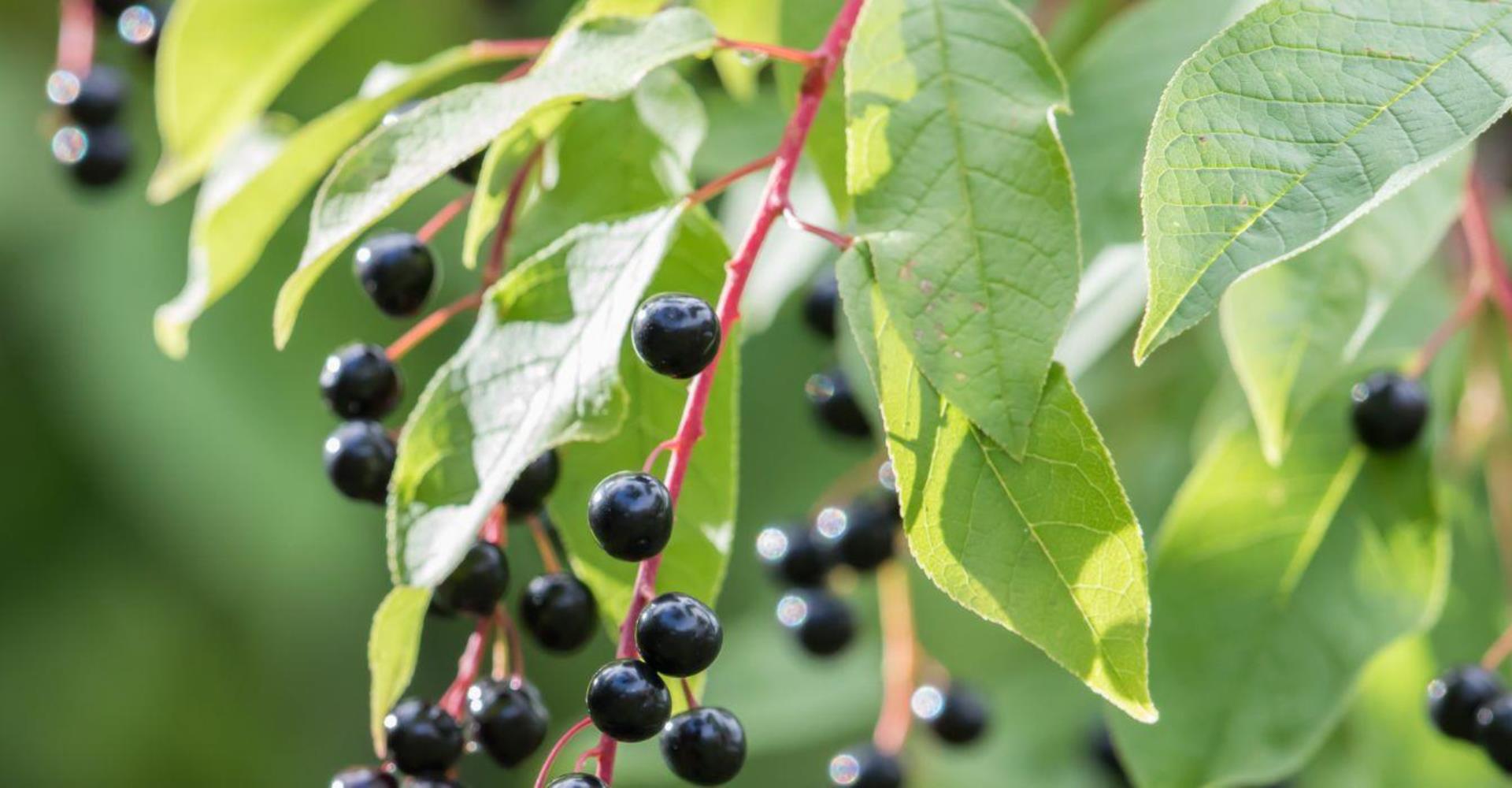 ND Chokecherry Festival | Williston CVB